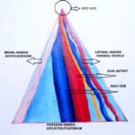 Inguinal Anatomy with Peritoneum Intact - Dr. R. Padmakumar
